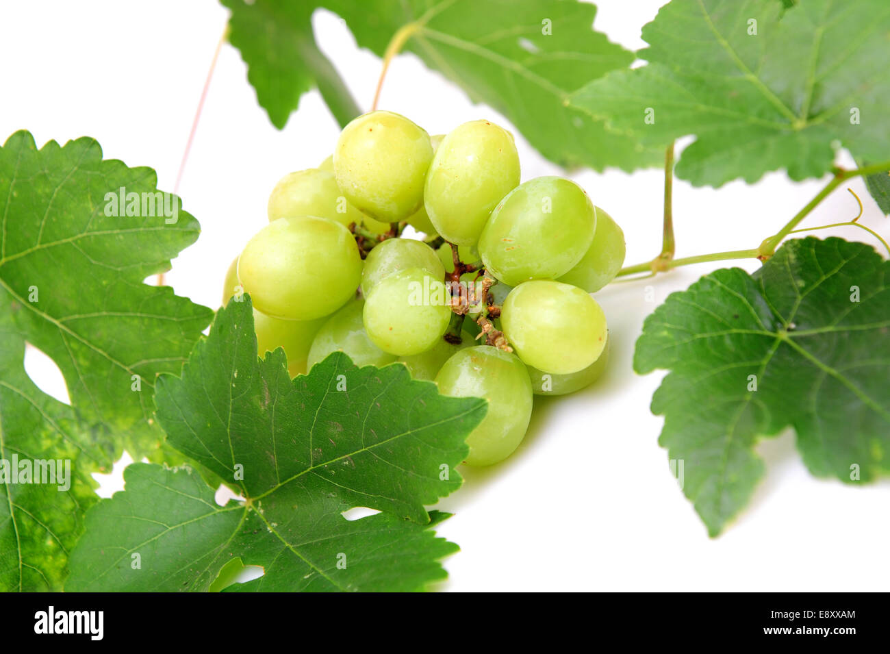 Thompson trauben -Fotos und -Bildmaterial in hoher Auflösung – Alamy