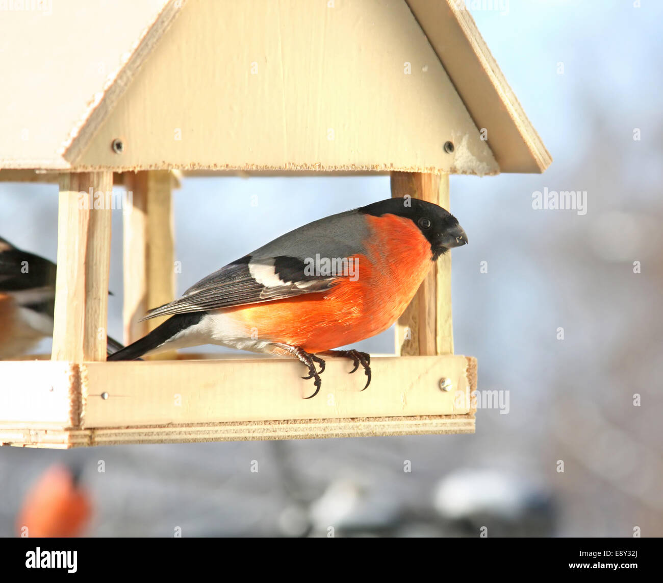 Gimpel winter -Fotos und -Bildmaterial in hoher Auflösung – Alamy