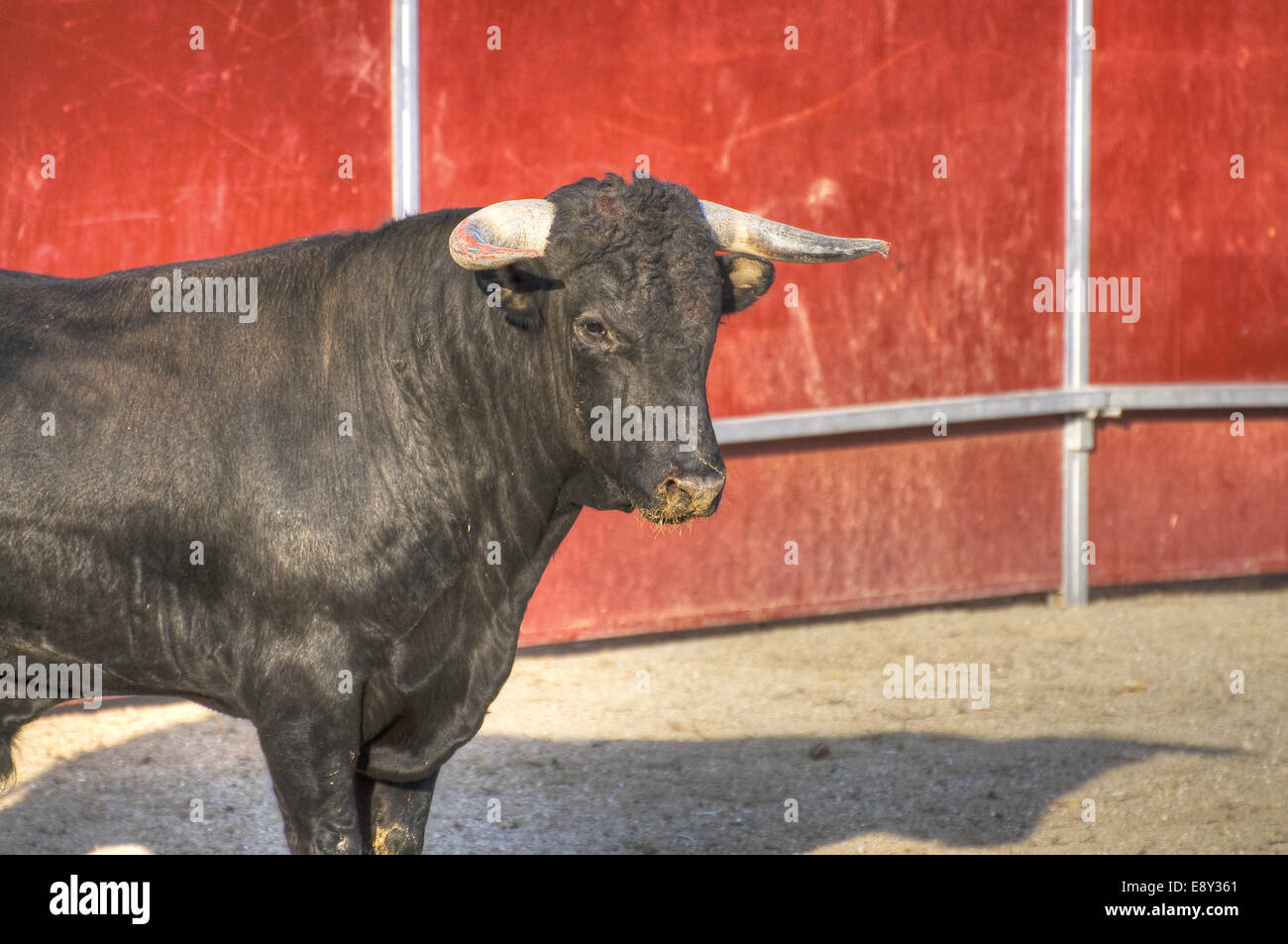 Cult bull -Fotos und -Bildmaterial in hoher Auflösung – Alamy