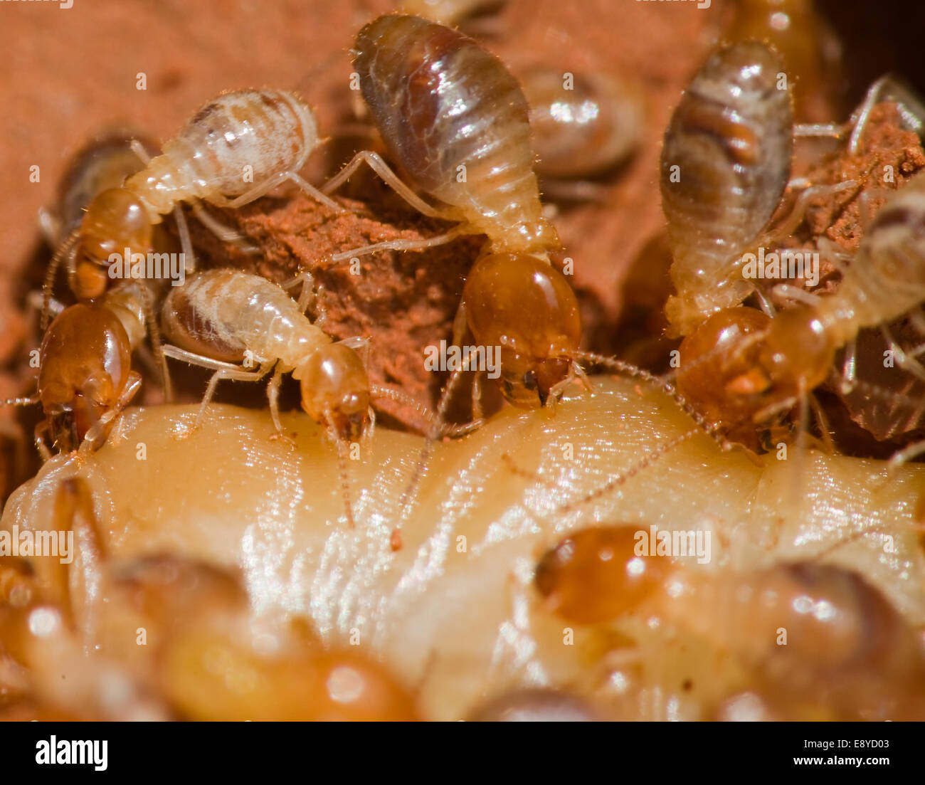 Holz termite -Fotos und -Bildmaterial in hoher Auflösung – Alamy