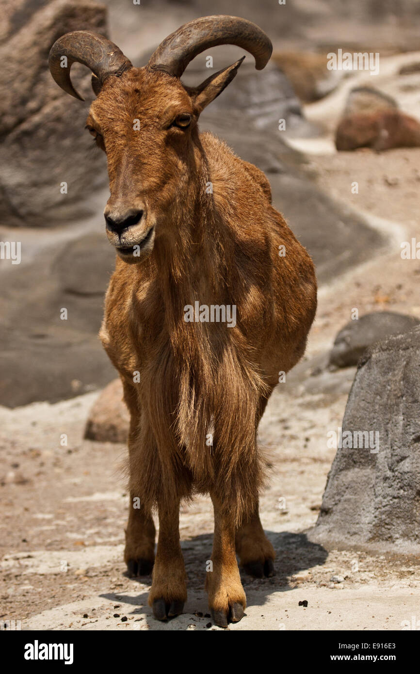 Libya sheep -Fotos und -Bildmaterial in hoher Auflösung – Alamy