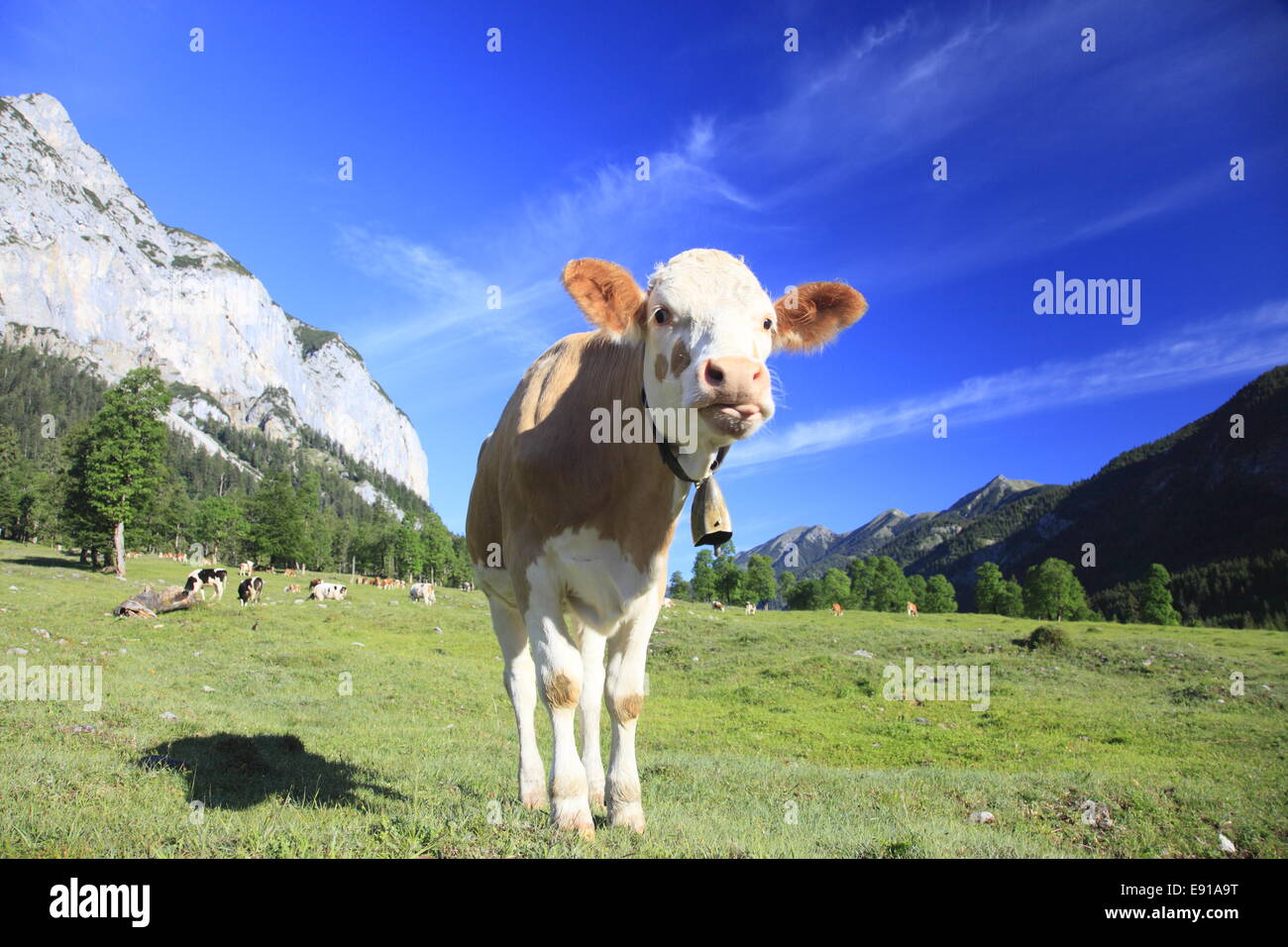 Kuh witzig -Fotos und -Bildmaterial in hoher Auflösung – Alamy