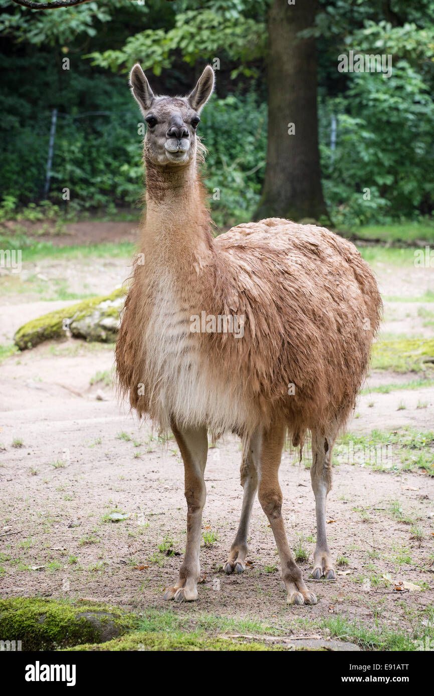 Lama Spucken Stockfotos und -bilder Kaufen - Alamy