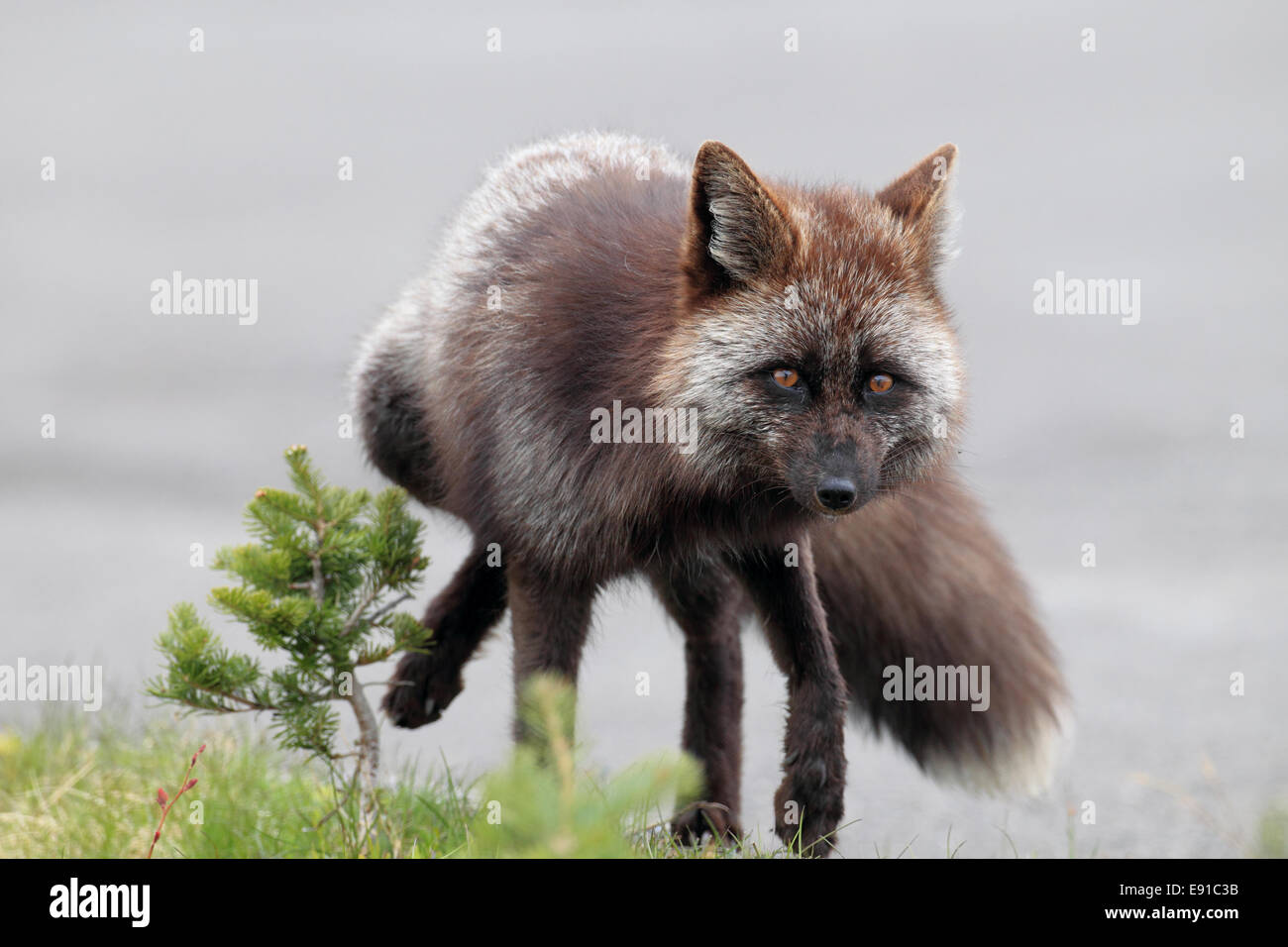 Ein silberphasen rotfuchs -Fotos und -Bildmaterial in hoher Auflösung ...