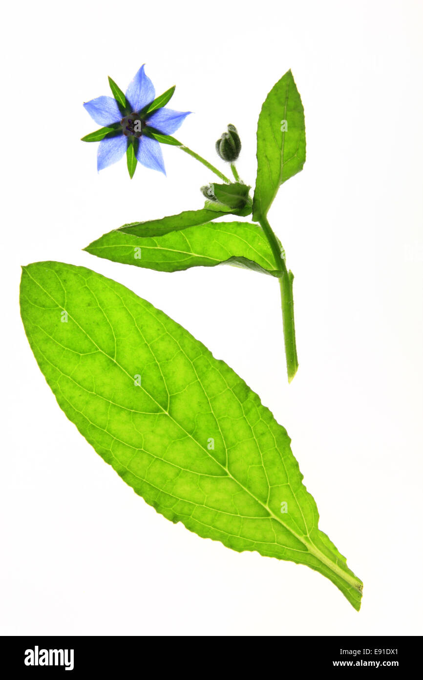 Borretsch officinalis Ausgeschnittene Stockfotos und -bilder - Alamy