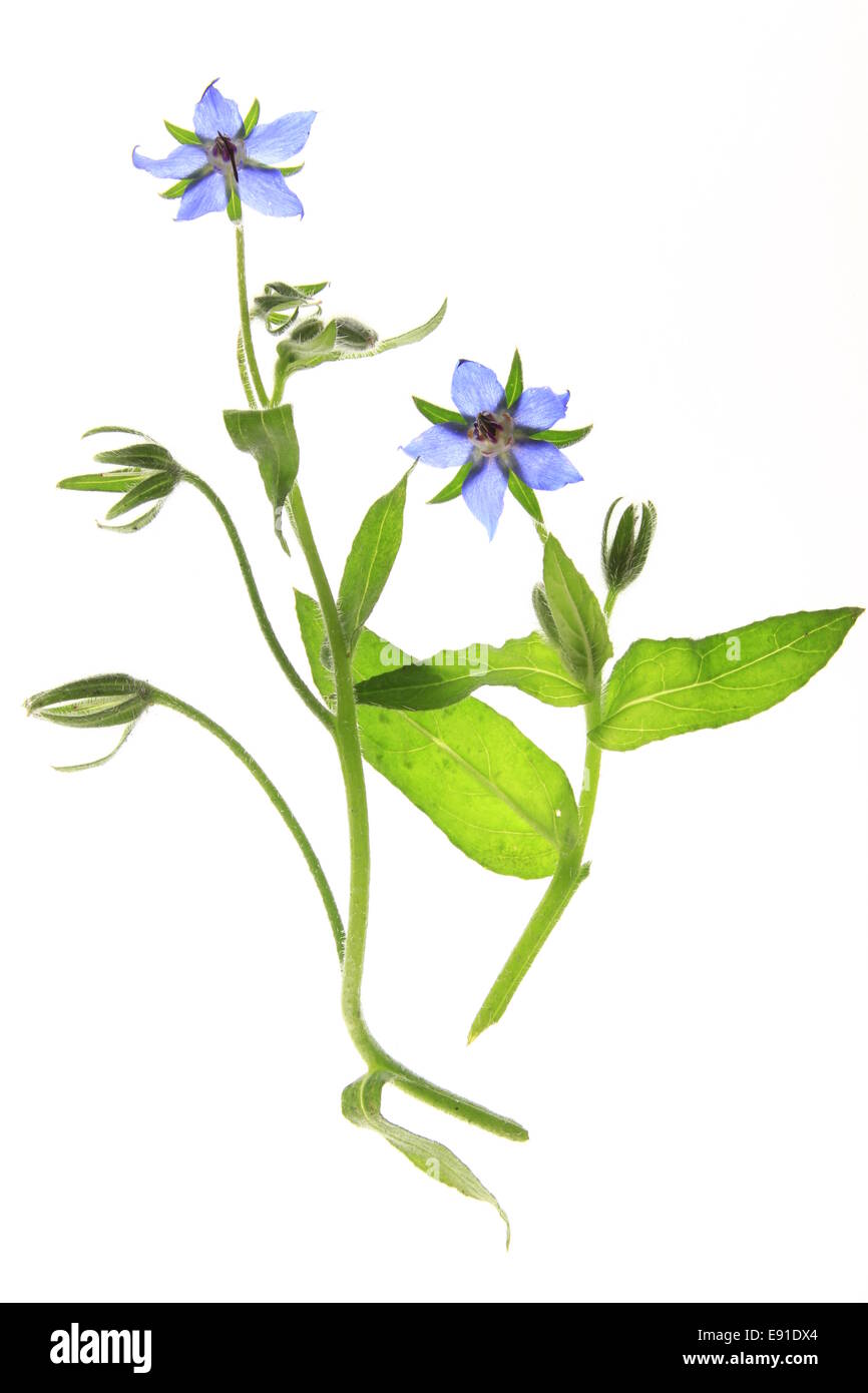 Borretsch officinalis Ausgeschnittene Stockfotos und -bilder - Alamy