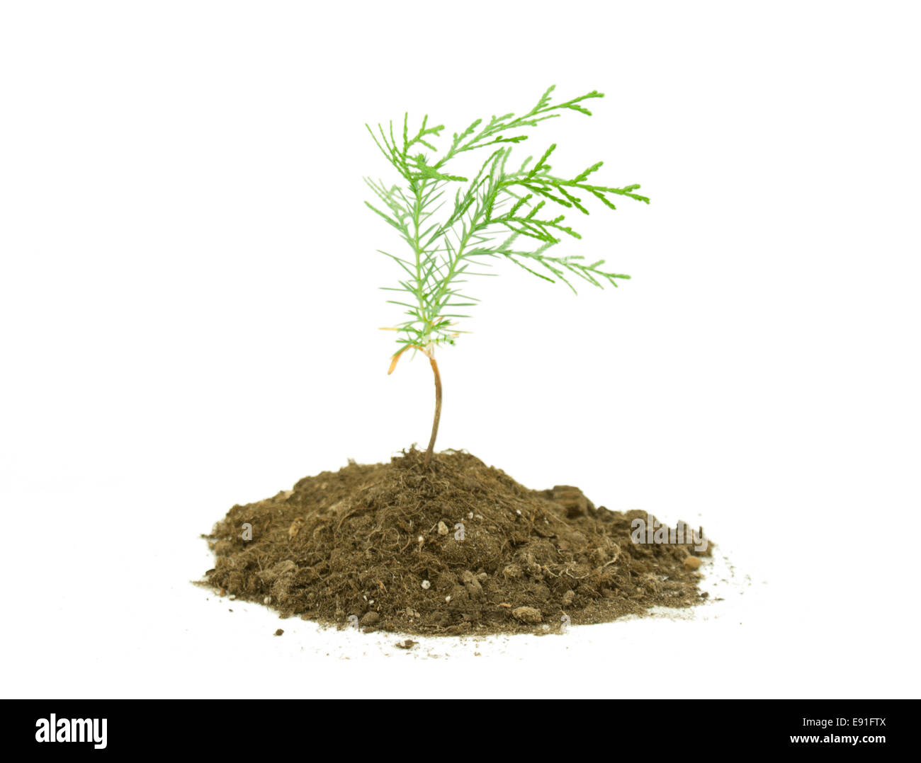 Thuja Tree Stockfotos und -bilder Kaufen - Alamy
