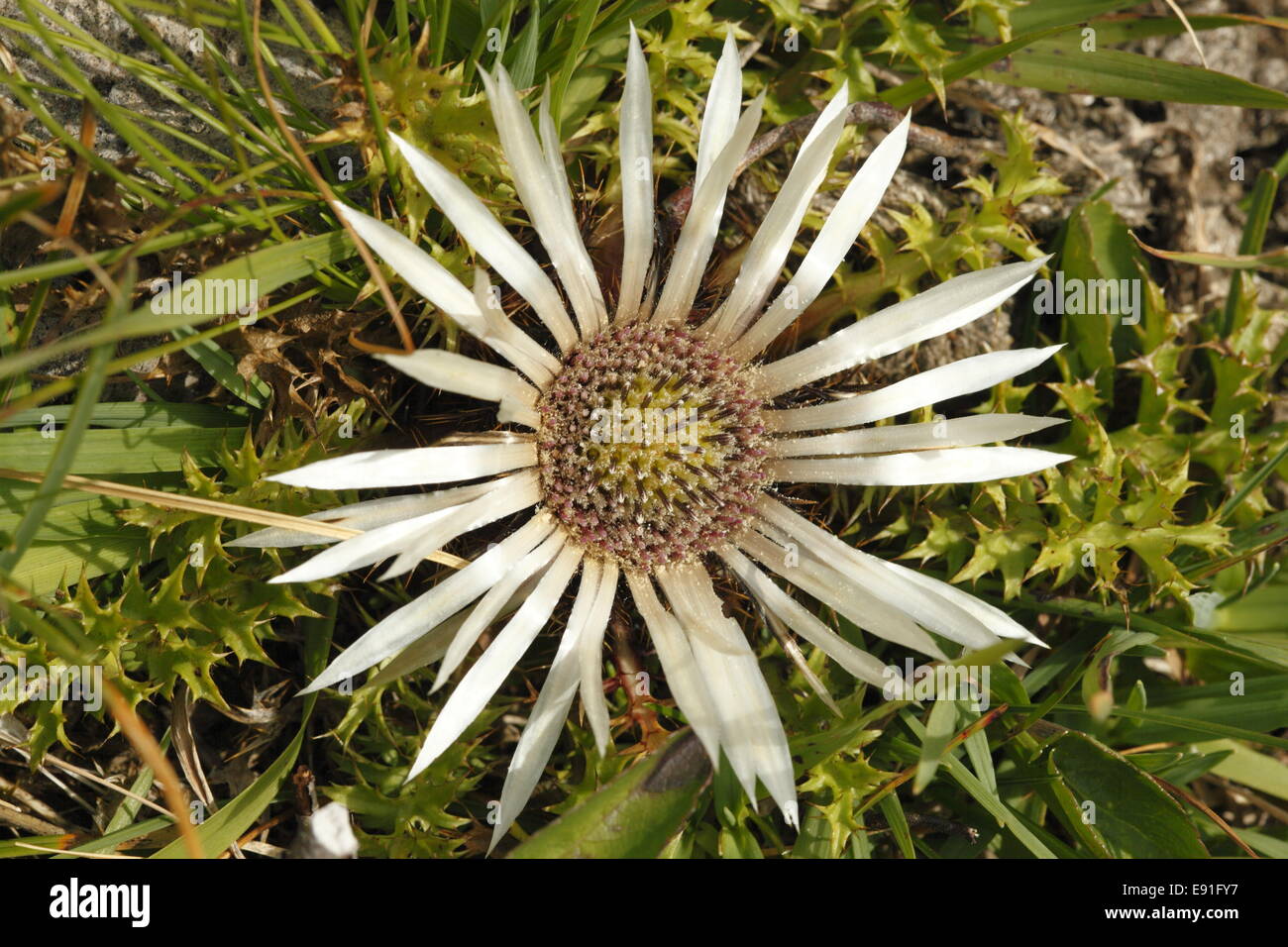 Silberdistel carlina acaulis stammlose carline distel zwerg -Fotos und ...