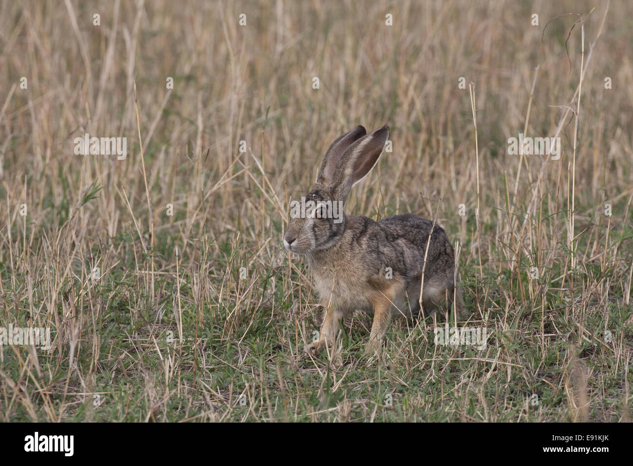 Kap hasen -Fotos und -Bildmaterial in hoher Auflösung – Alamy