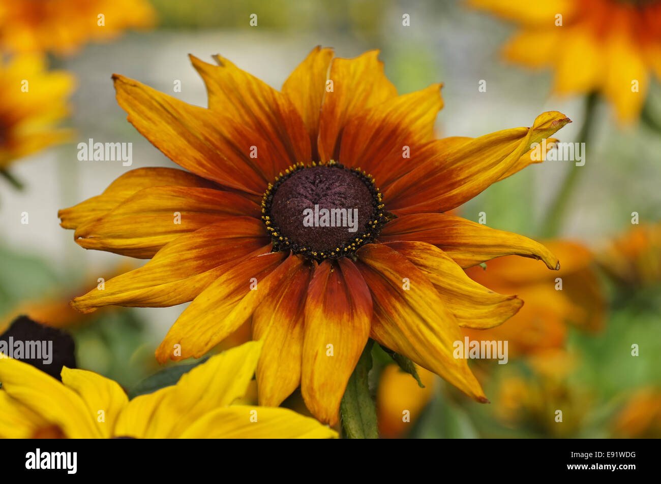 Sonnenblume arten -Fotos und -Bildmaterial in hoher Auflösung – Alamy