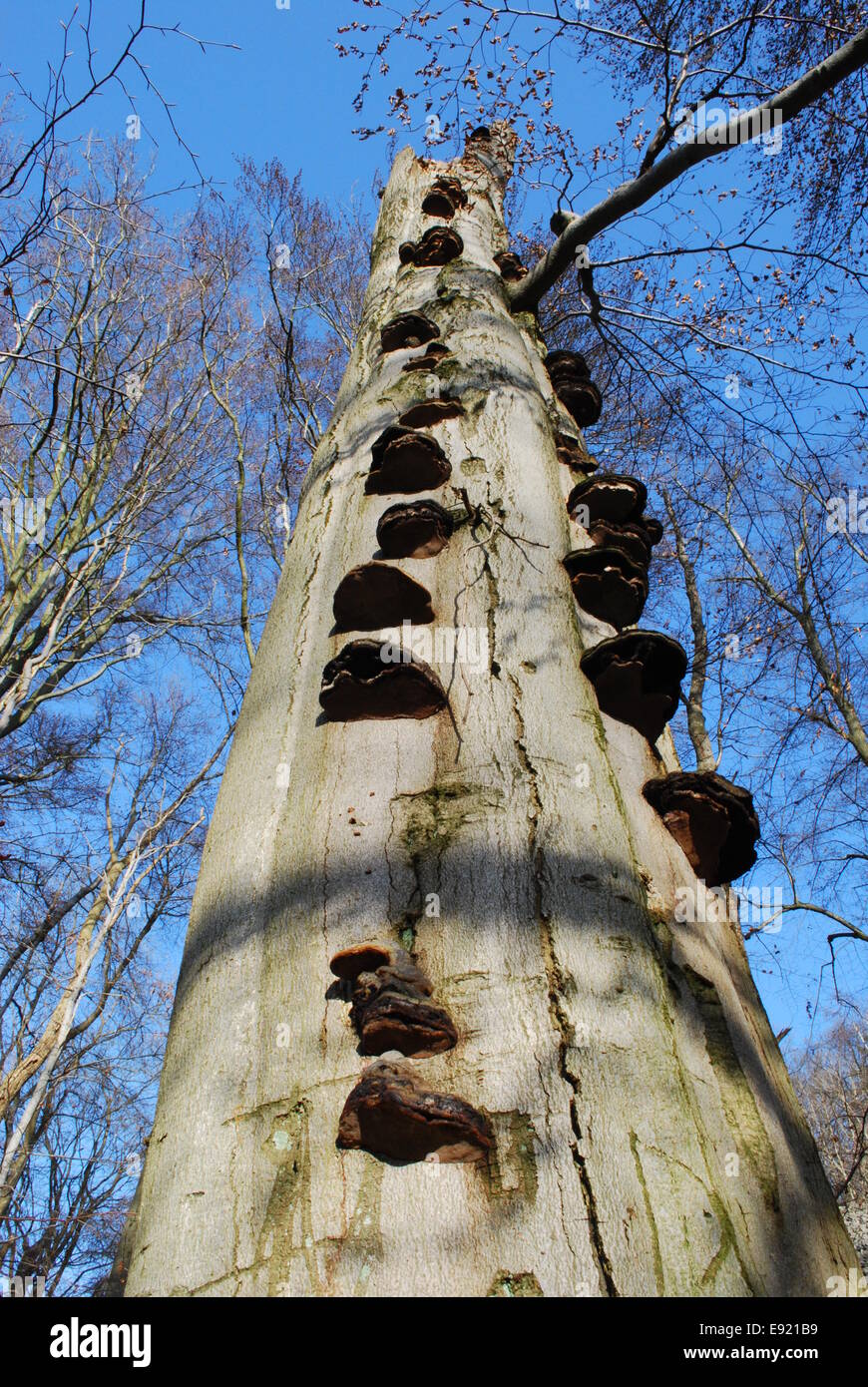 Baum Totholz Stockfotos und -bilder Kaufen - Alamy