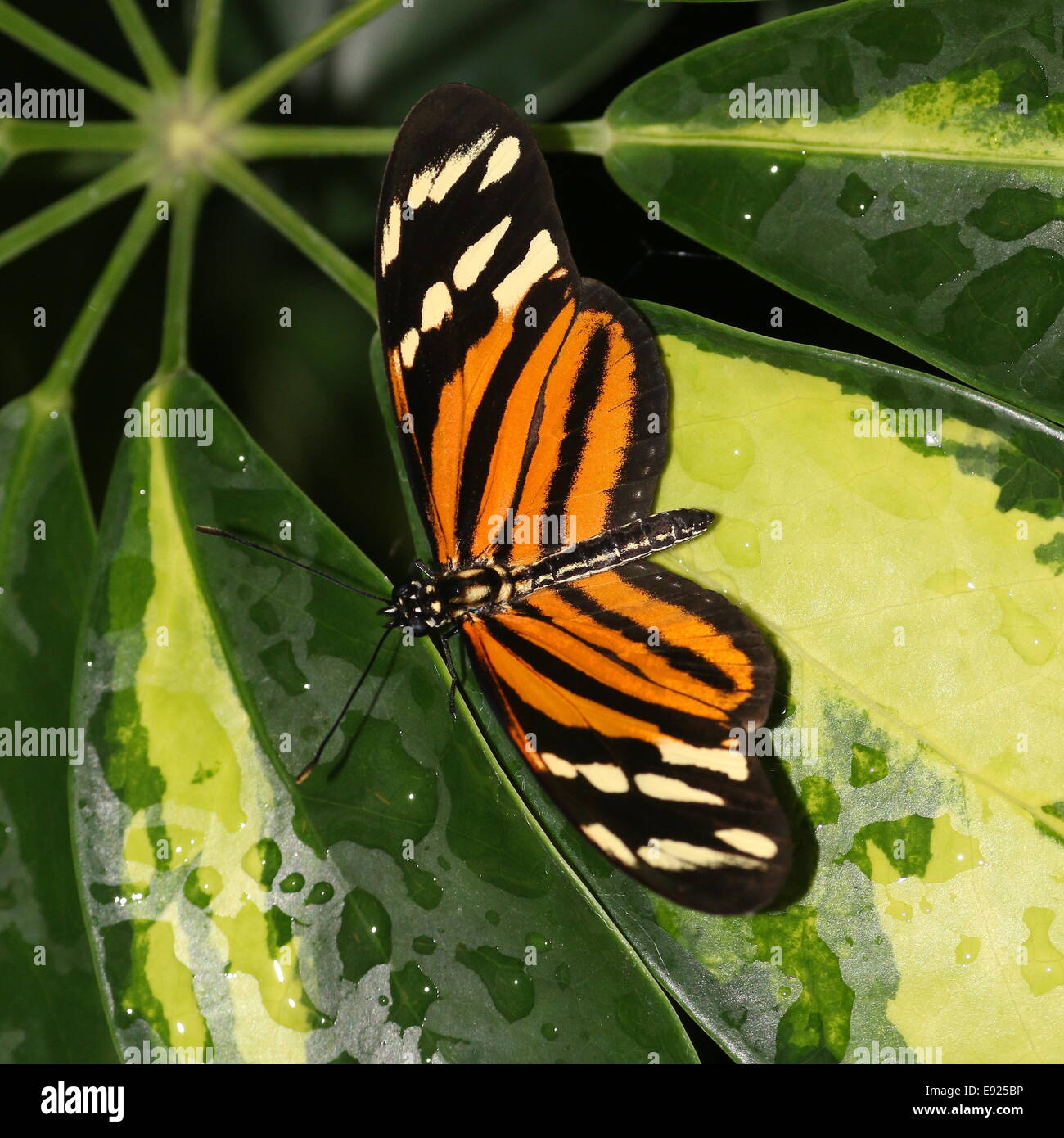 Isabella tiger schmetterling -Fotos und -Bildmaterial in hoher ...