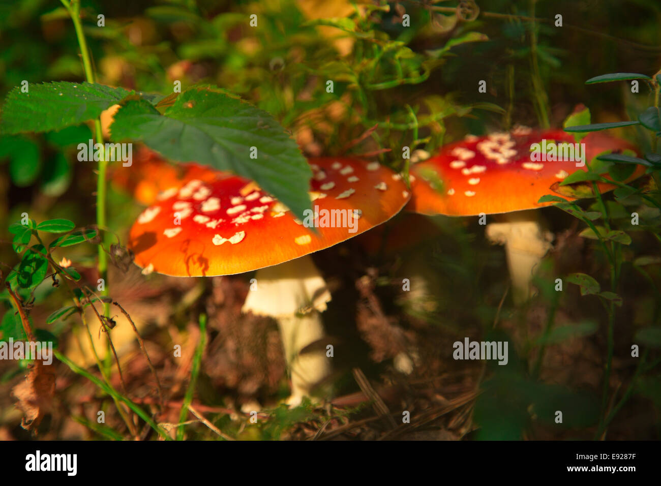 Roter pilz im wald -Fotos und -Bildmaterial in hoher Auflösung – Alamy
