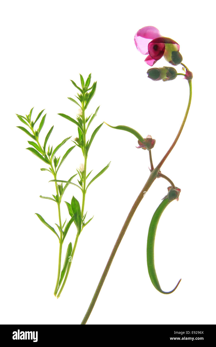 Blauer bohnenstrauch -Fotos und -Bildmaterial in hoher Auflösung – Alamy