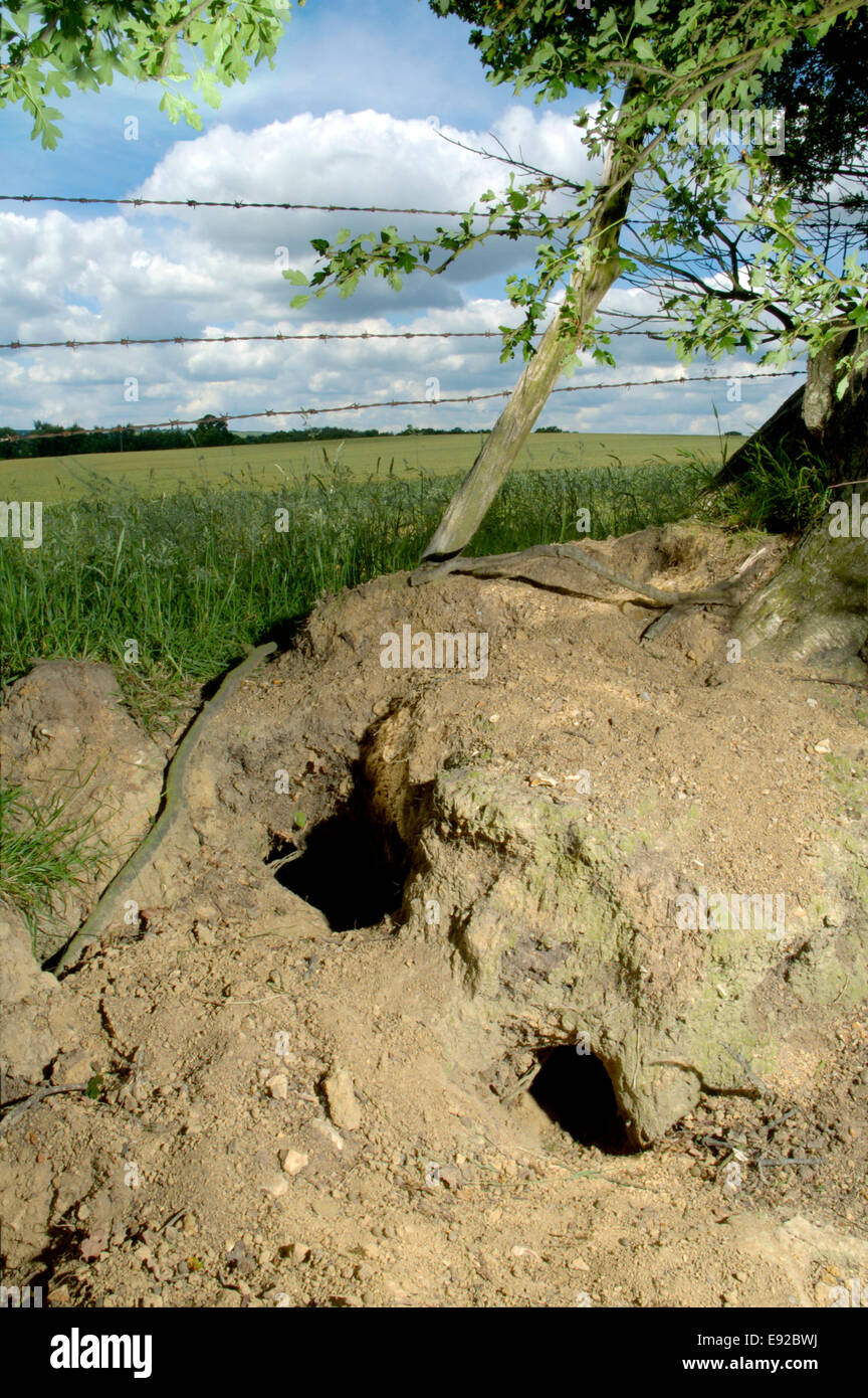 Bank mit kaninchenbau -Fotos und -Bildmaterial in hoher Auflösung – Alamy