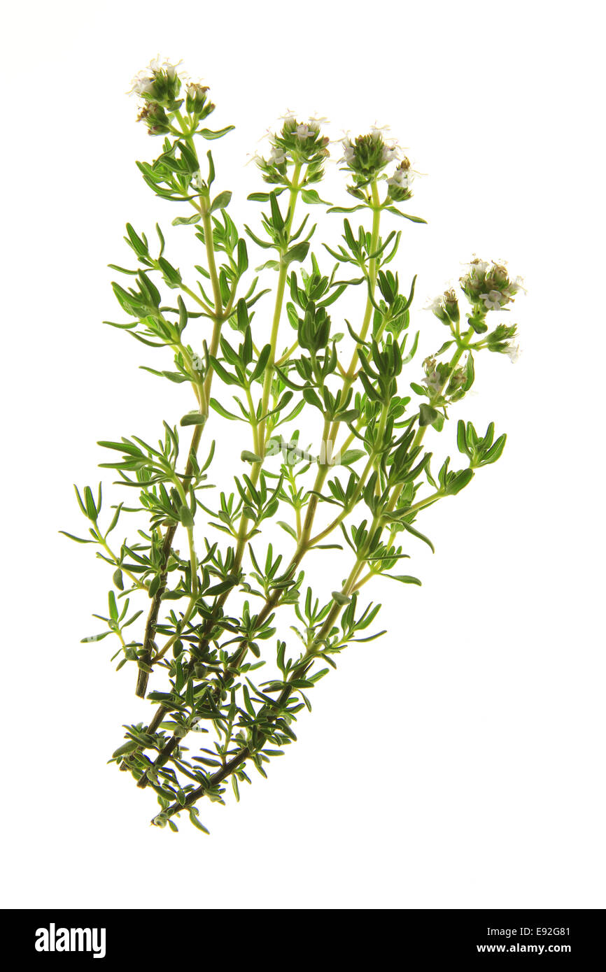 Real thyme thymus vulgaris Ausgeschnittene Stockfotos und -bilder - Alamy