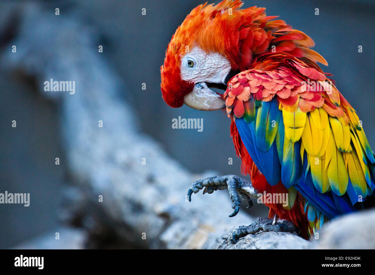 Ara rot -Fotos und -Bildmaterial in hoher Auflösung – Alamy
