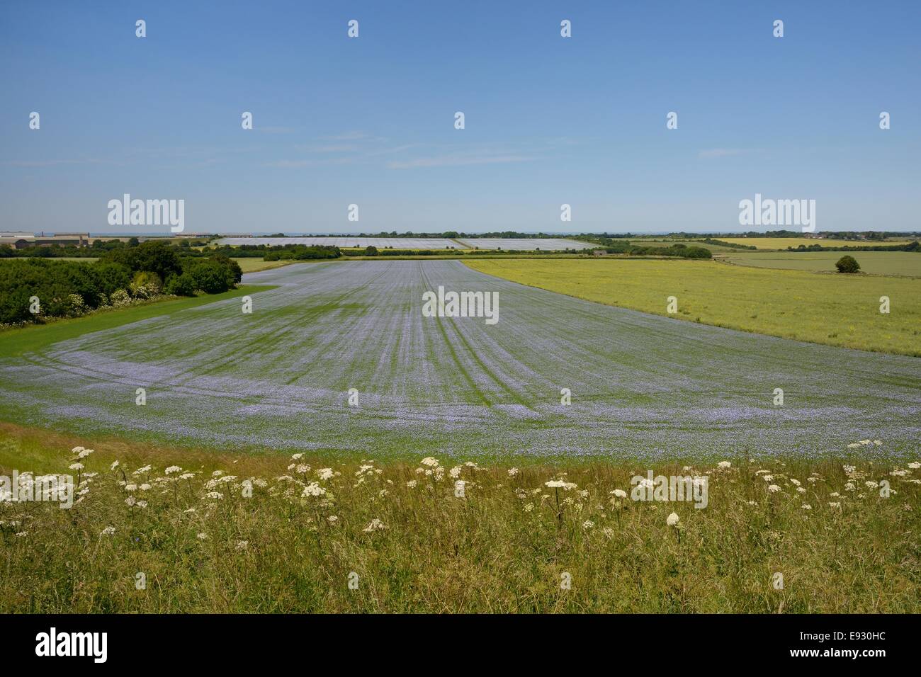 Leinsamen Pflanzen Stockfotos und -bilder Kaufen - Alamy