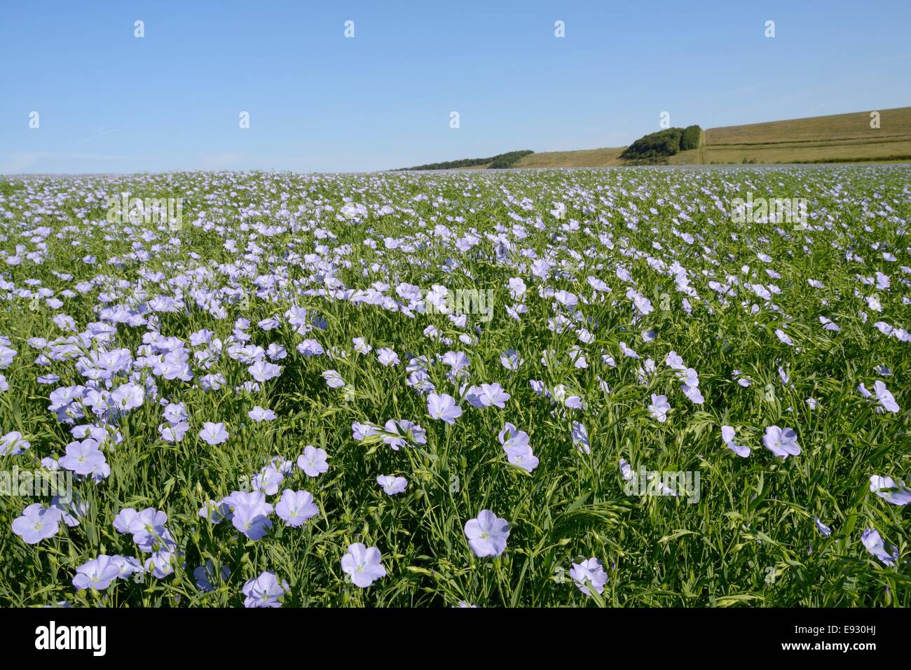 Leinsamen Pflanzen Stockfotos und -bilder Kaufen - Alamy