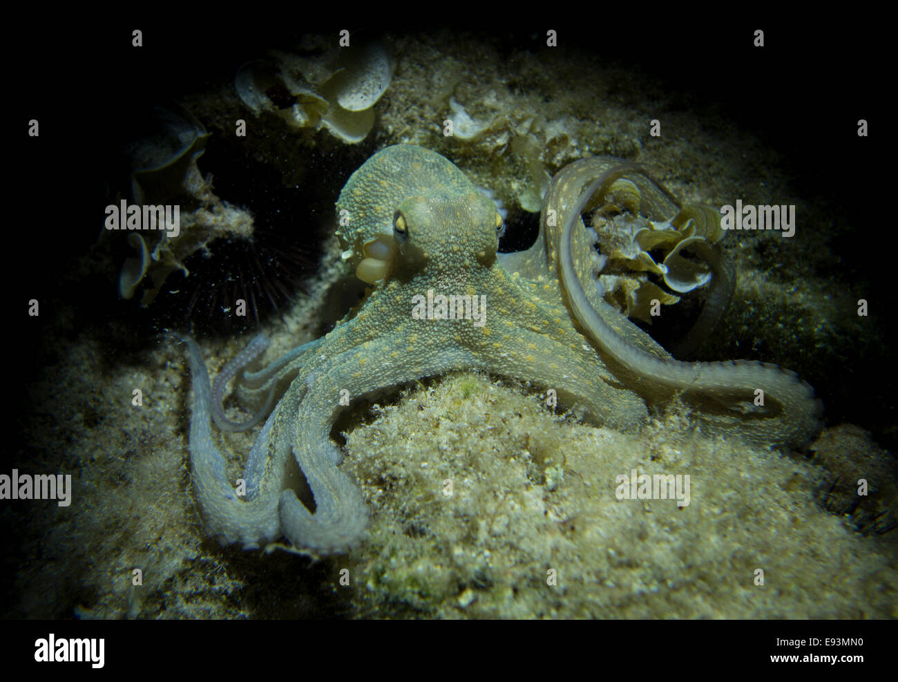 Krake tarnung -Fotos und -Bildmaterial in hoher Auflösung – Alamy