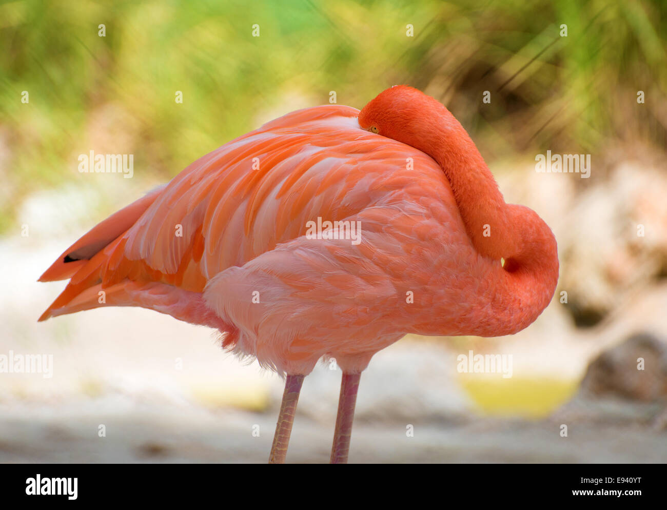 Flamingo Sleeping Stockfotos und -bilder Kaufen - Alamy