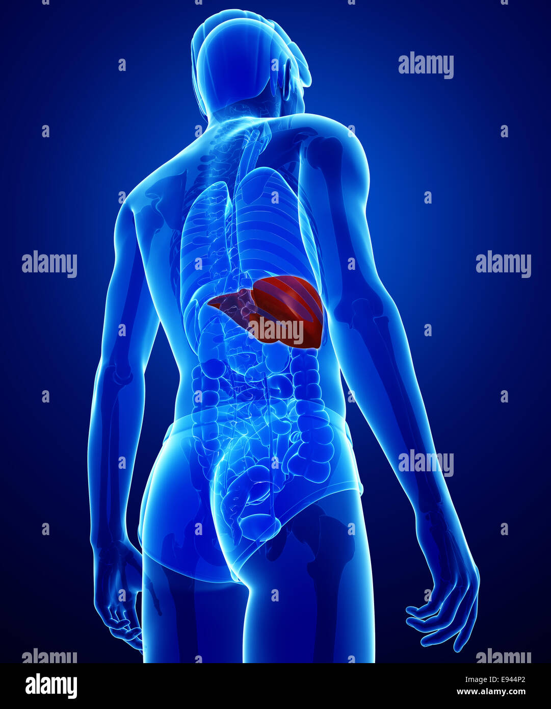 Darstellung der männlichen Anatomie der Leber Stockfotografie - Alamy