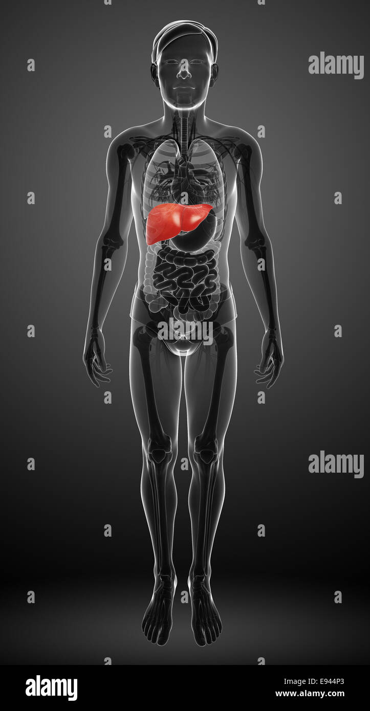 Darstellung der männlichen Anatomie der Leber Stockfotografie - Alamy