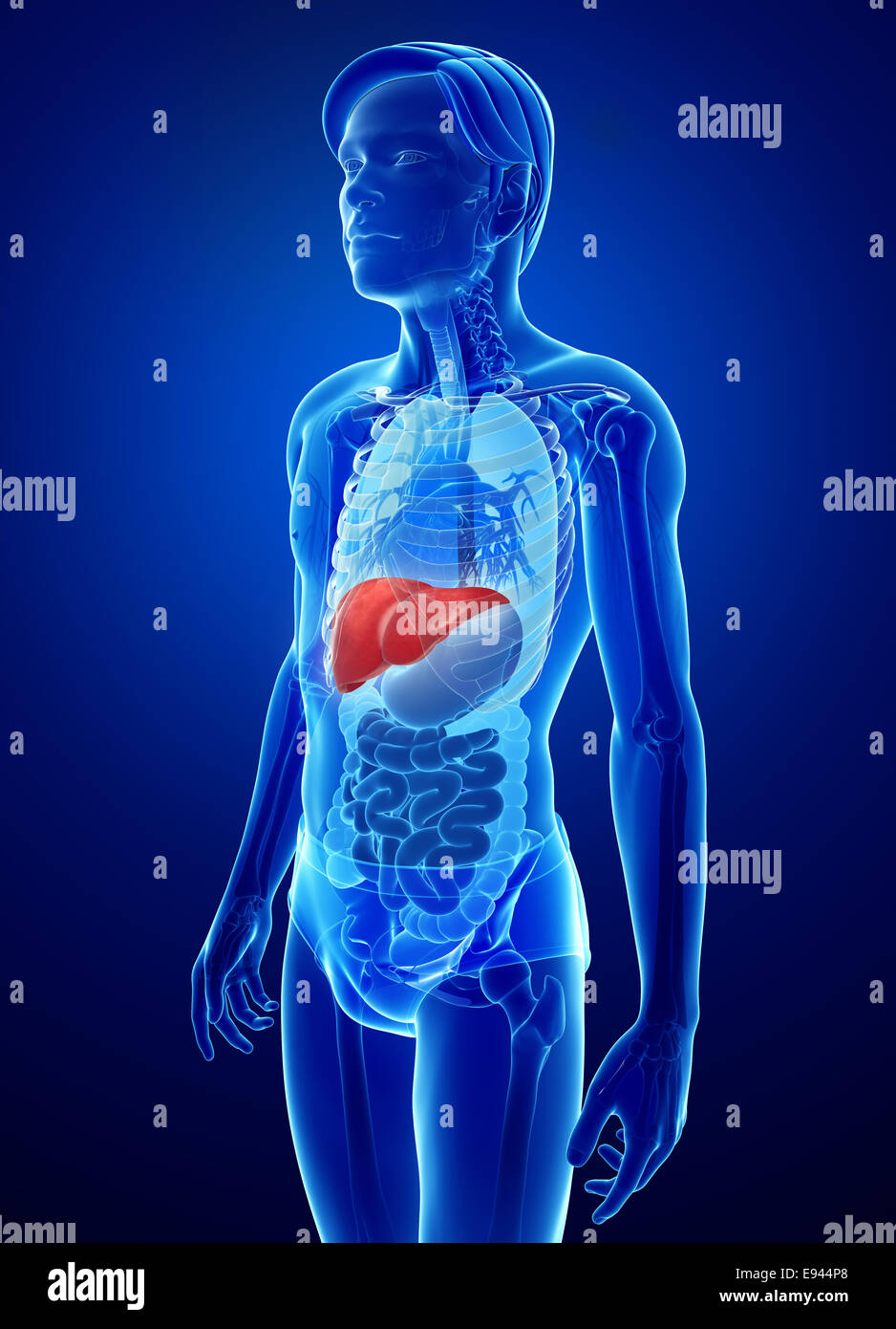 Leber anatomie -Fotos und -Bildmaterial in hoher Auflösung - Seite 5 ...