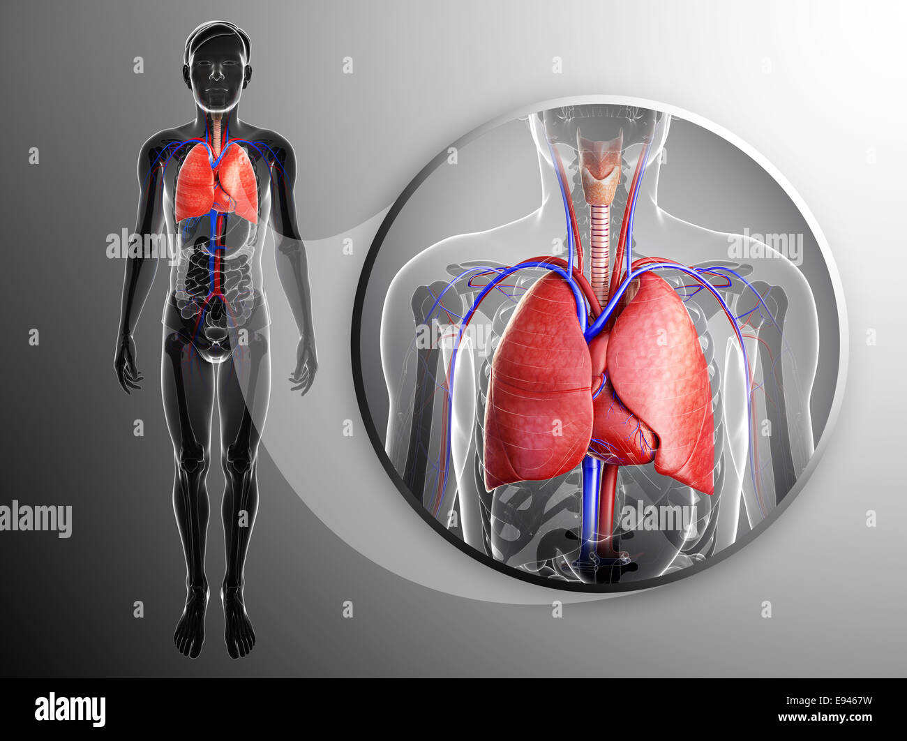 Abbildung der menschlichen Lunge Anatomie Stockfotografie - Alamy
