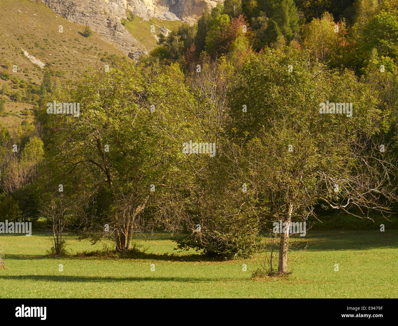 Hohe almwiese -Fotos und -Bildmaterial in hoher Auflösung – Alamy