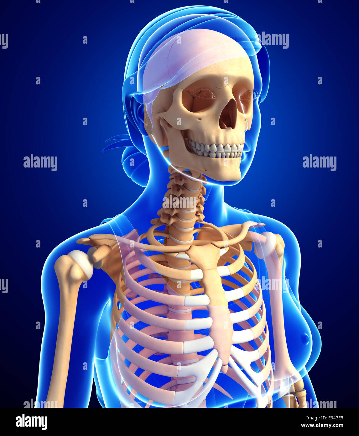 Abbildung der menschlichen Skelett Anatomie Stockfotografie - Alamy