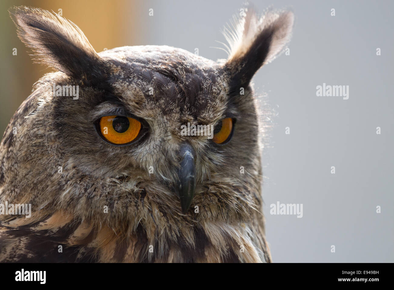 Kopfschuss der eule -Fotos und -Bildmaterial in hoher Auflösung – Alamy