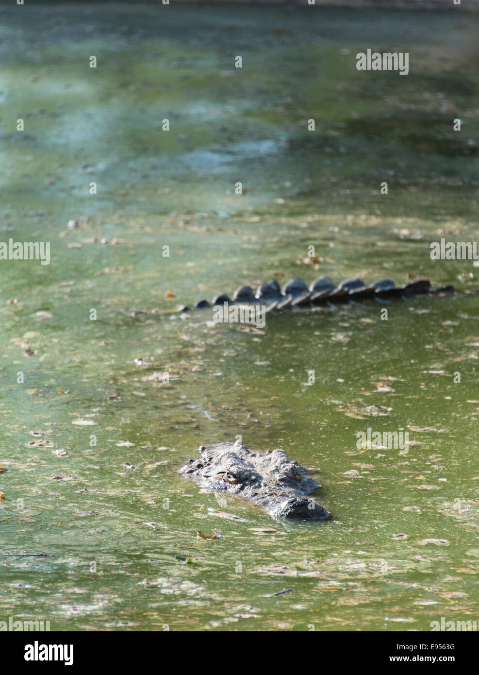Nil-Krokodil (Crocodylus Niloticus), Krokodil Ranch, Otjiwarongo ...
