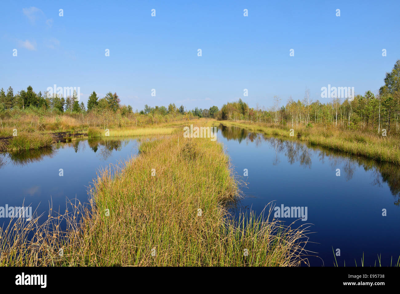 Naß, renaturierte Hochmoor mit Binsen (wachsende Lacustris), Schilf ...