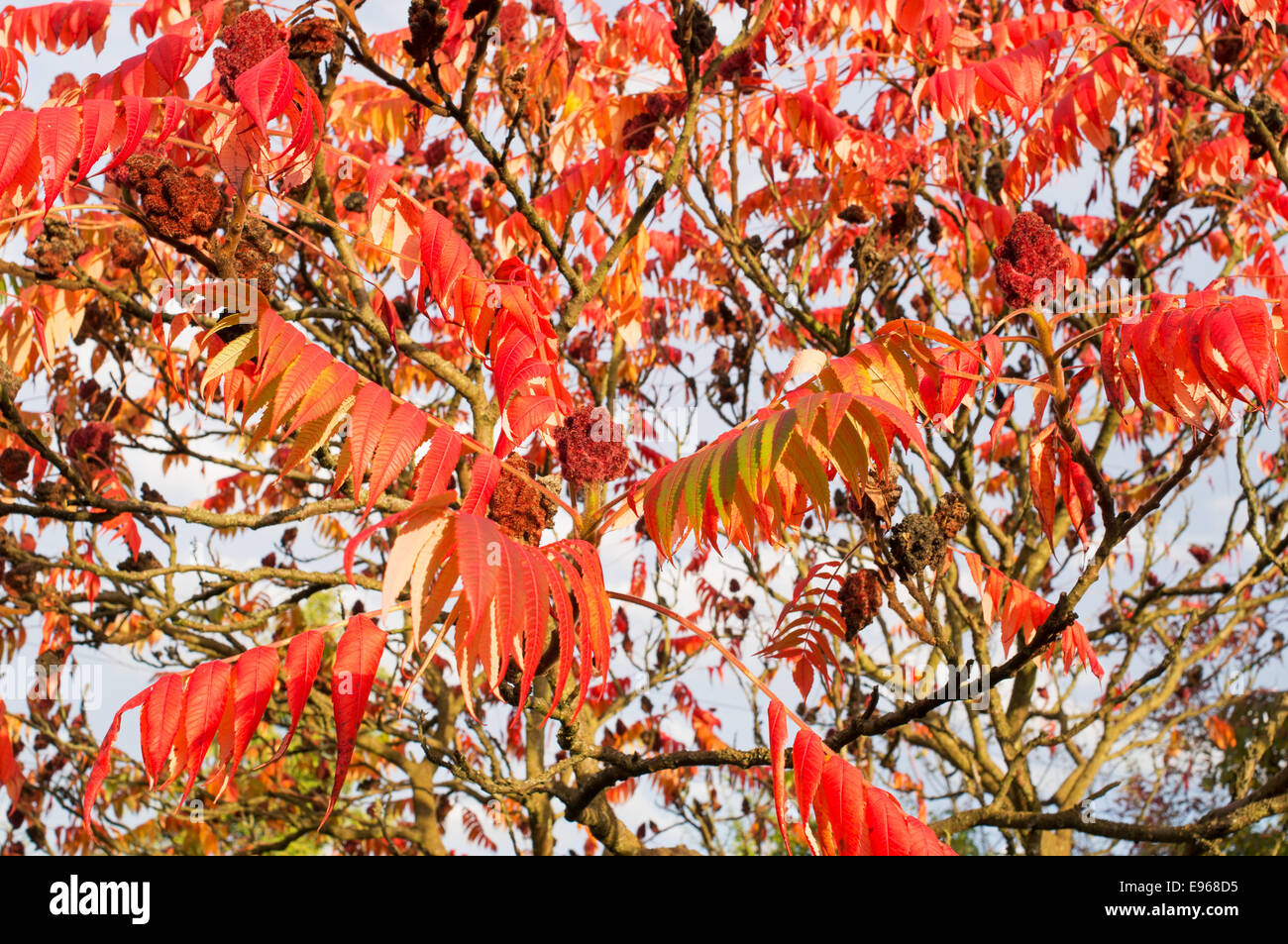 Rhus typhina autumn -Fotos und -Bildmaterial in hoher Auflösung – Alamy