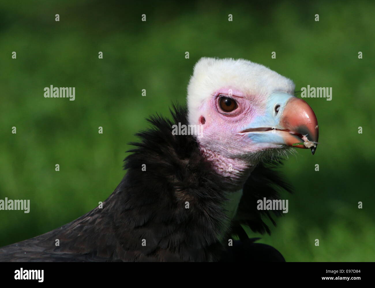 Afrikanische weißköpfige Geier (Trigonoceps Occipitalis) in Nahaufnahme ...