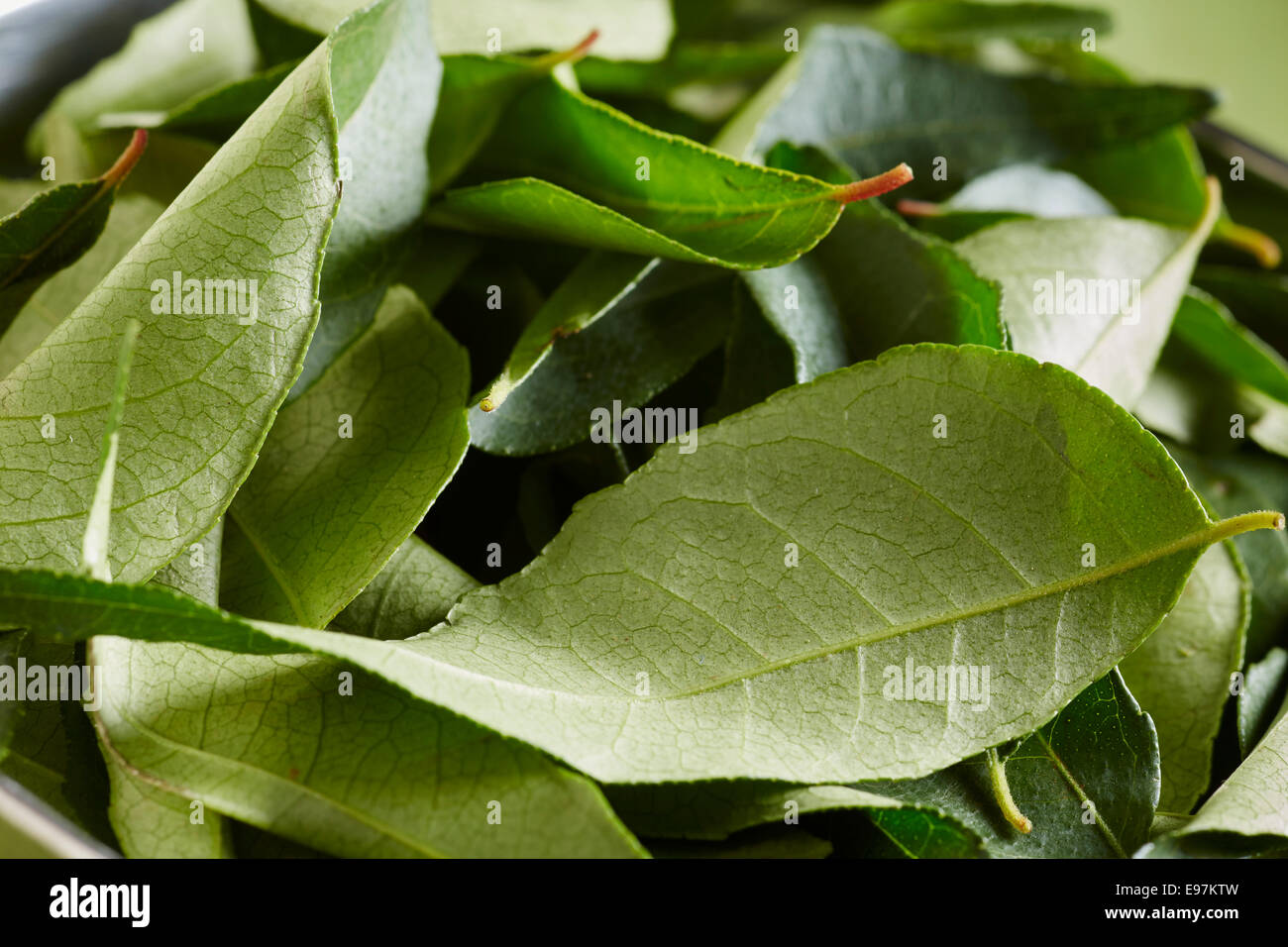 Curry blatt -Fotos und -Bildmaterial in hoher Auflösung – Alamy