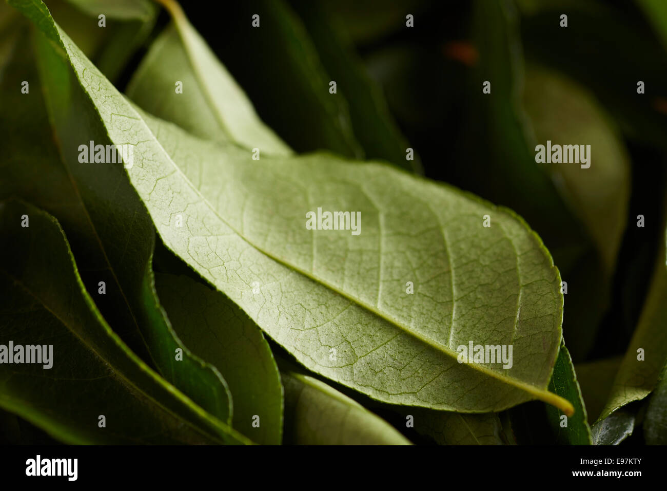 Curry blatt -Fotos und -Bildmaterial in hoher Auflösung – Alamy