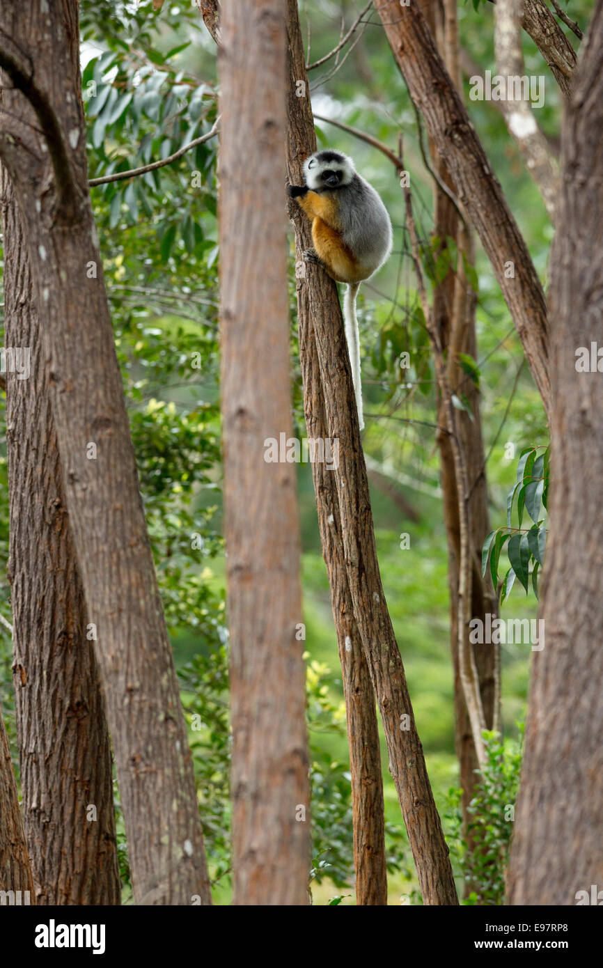 Lemur, Diademed Sifaka, Propithecus Diadema, Vakôna Forest Lodge ...