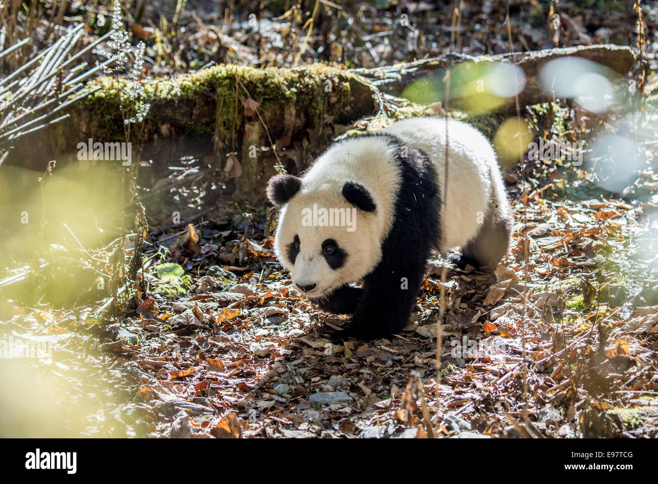 Ein in Gefangenschaft geboren Panda Spaziergänge durch die Deng Sheng ...