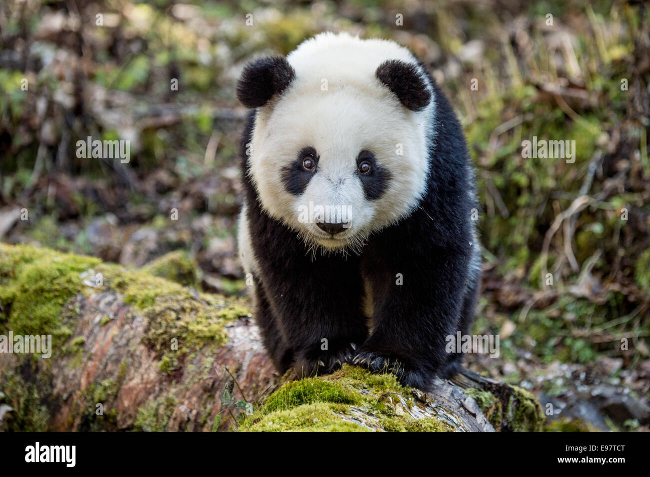 Panda sheng -Fotos und -Bildmaterial in hoher Auflösung – Alamy