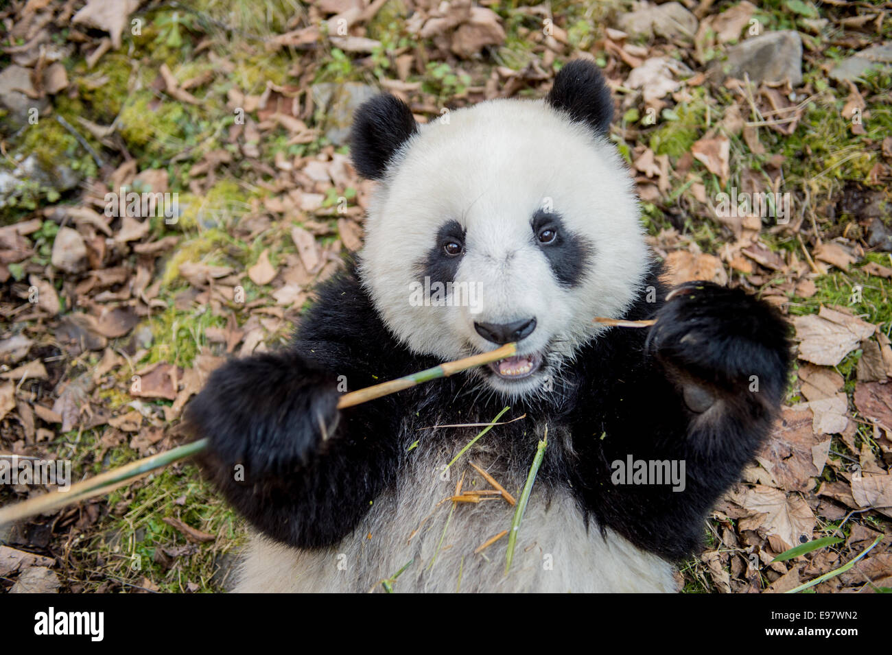Panda Im Wald Stockfotos und -bilder Kaufen - Alamy