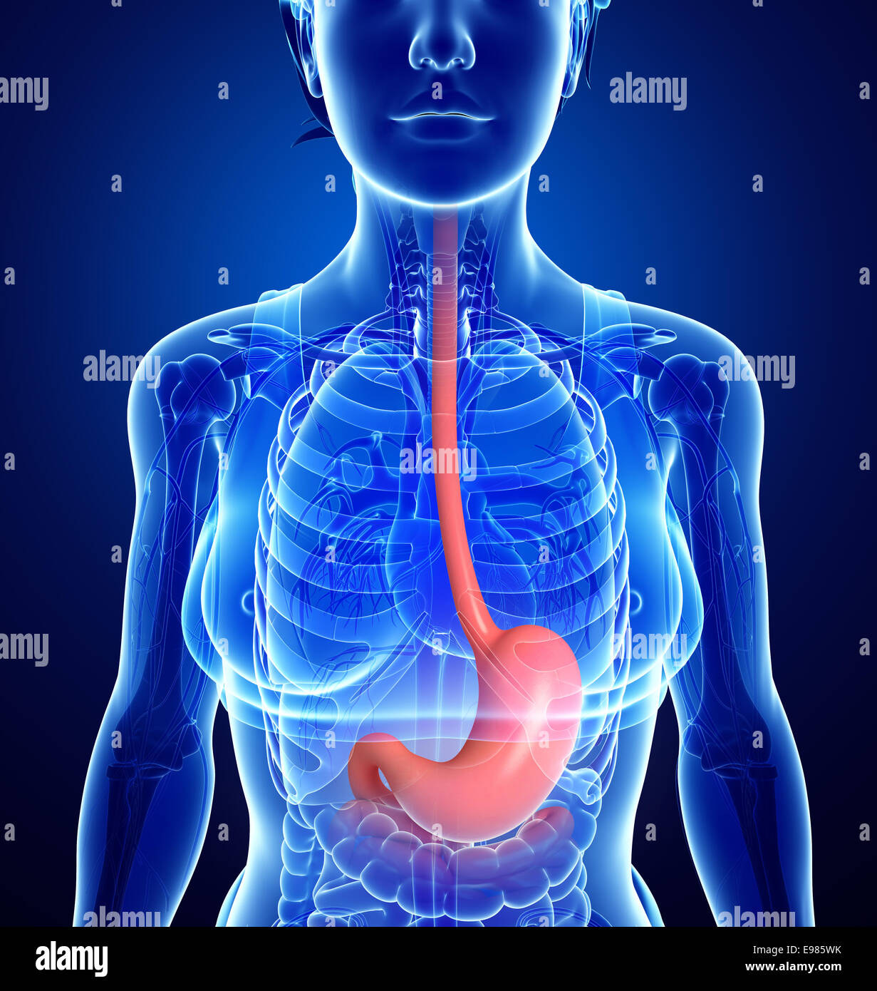 Darstellung der weiblichen Magen Anatomie Stockfotografie - Alamy