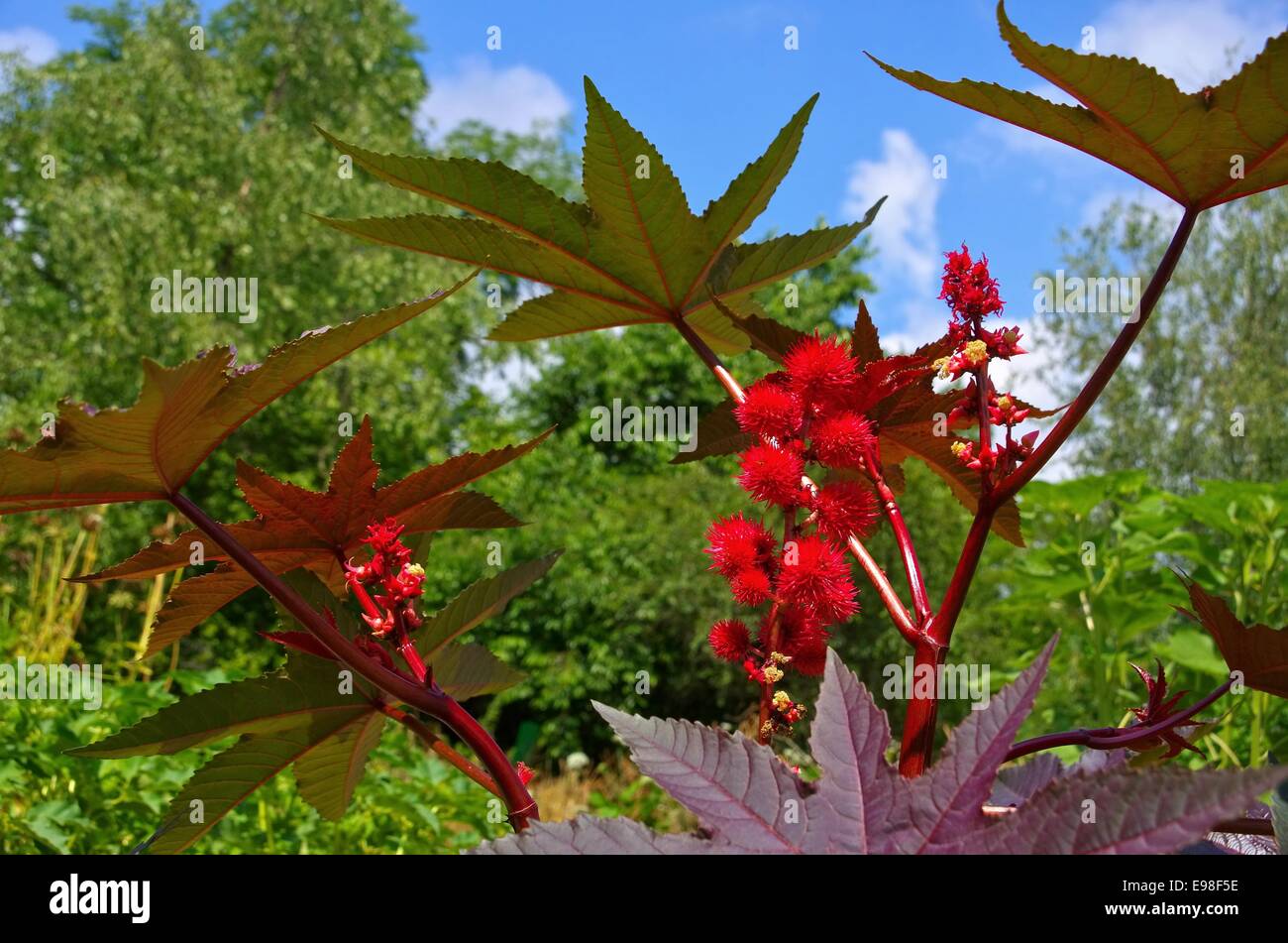 Ricinus communis rizinus -Fotos und -Bildmaterial in hoher Auflösung ...