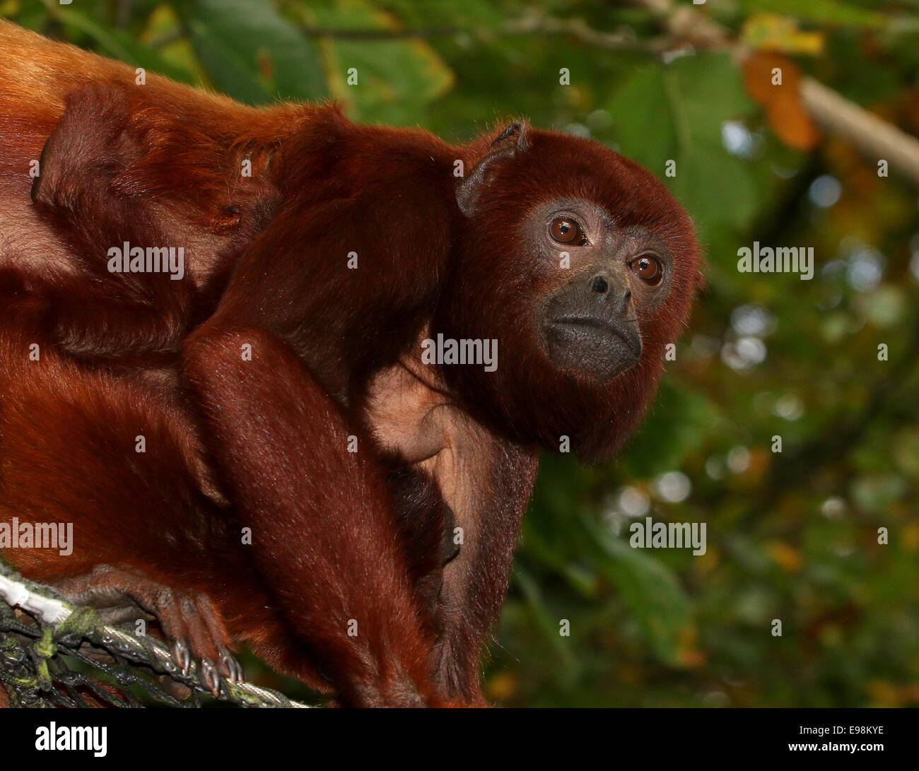 Rode brulaap -Fotos und -Bildmaterial in hoher Auflösung – Alamy