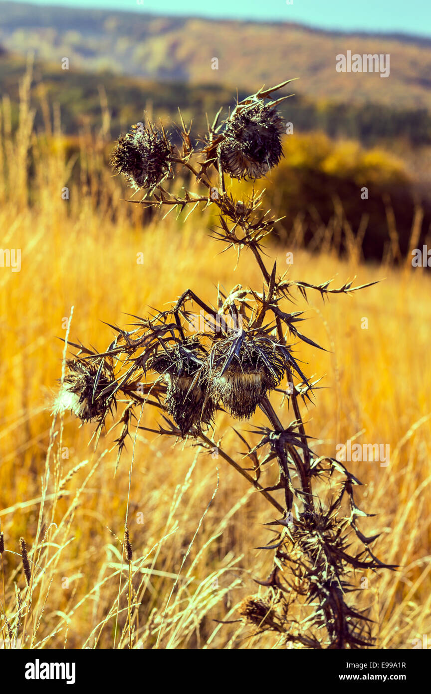 Distel dornen -Fotos und -Bildmaterial in hoher Auflösung – Alamy