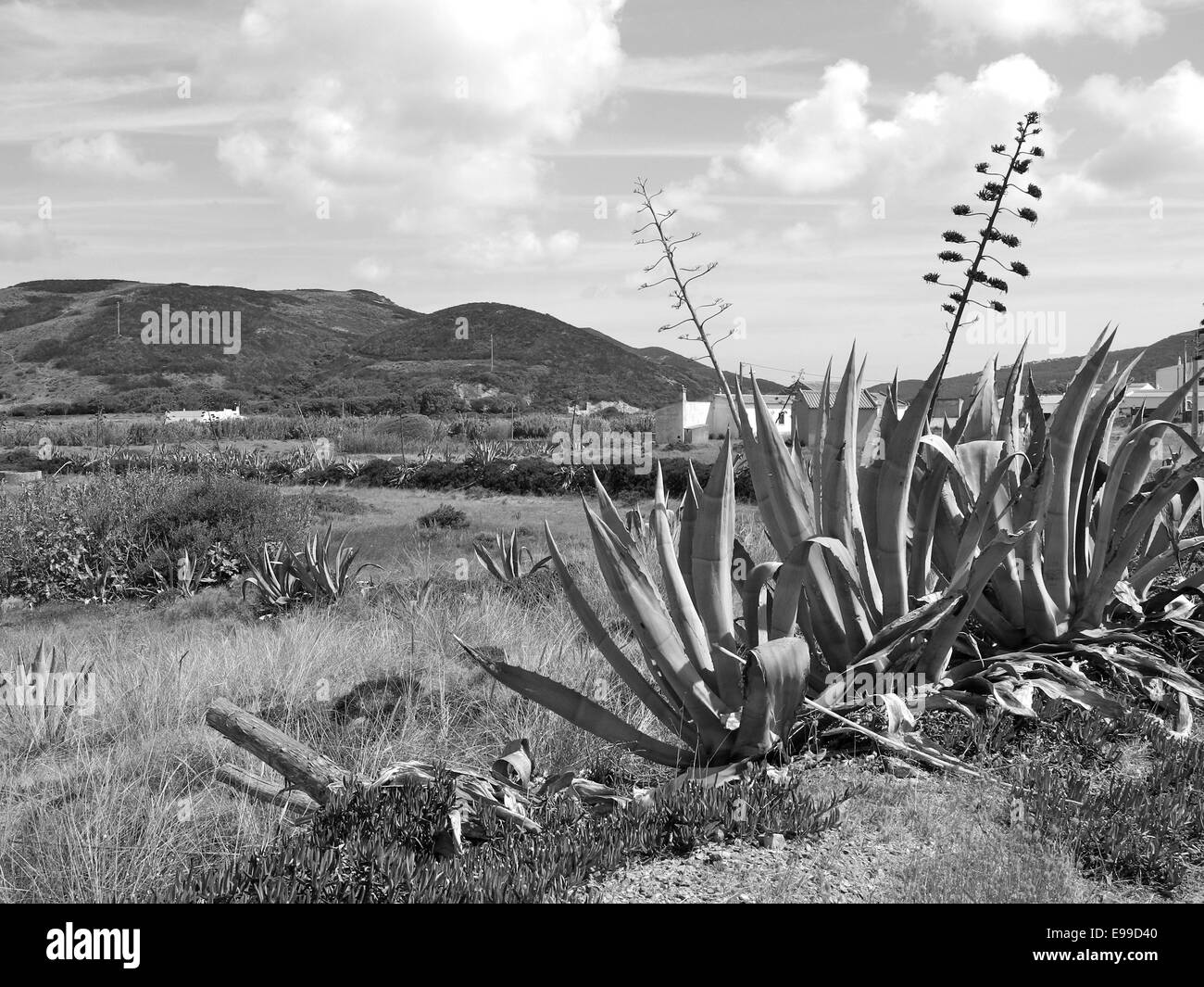 Portugal agave -Fotos und -Bildmaterial in hoher Auflösung – Alamy