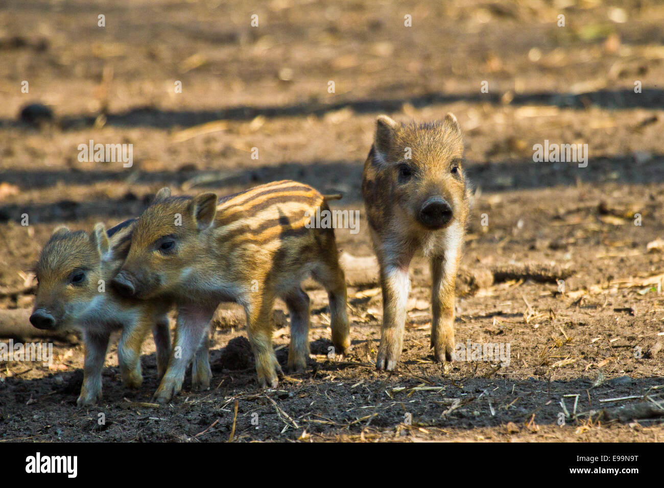 Wild boar sus wild park -Fotos und -Bildmaterial in hoher Auflösung – Alamy