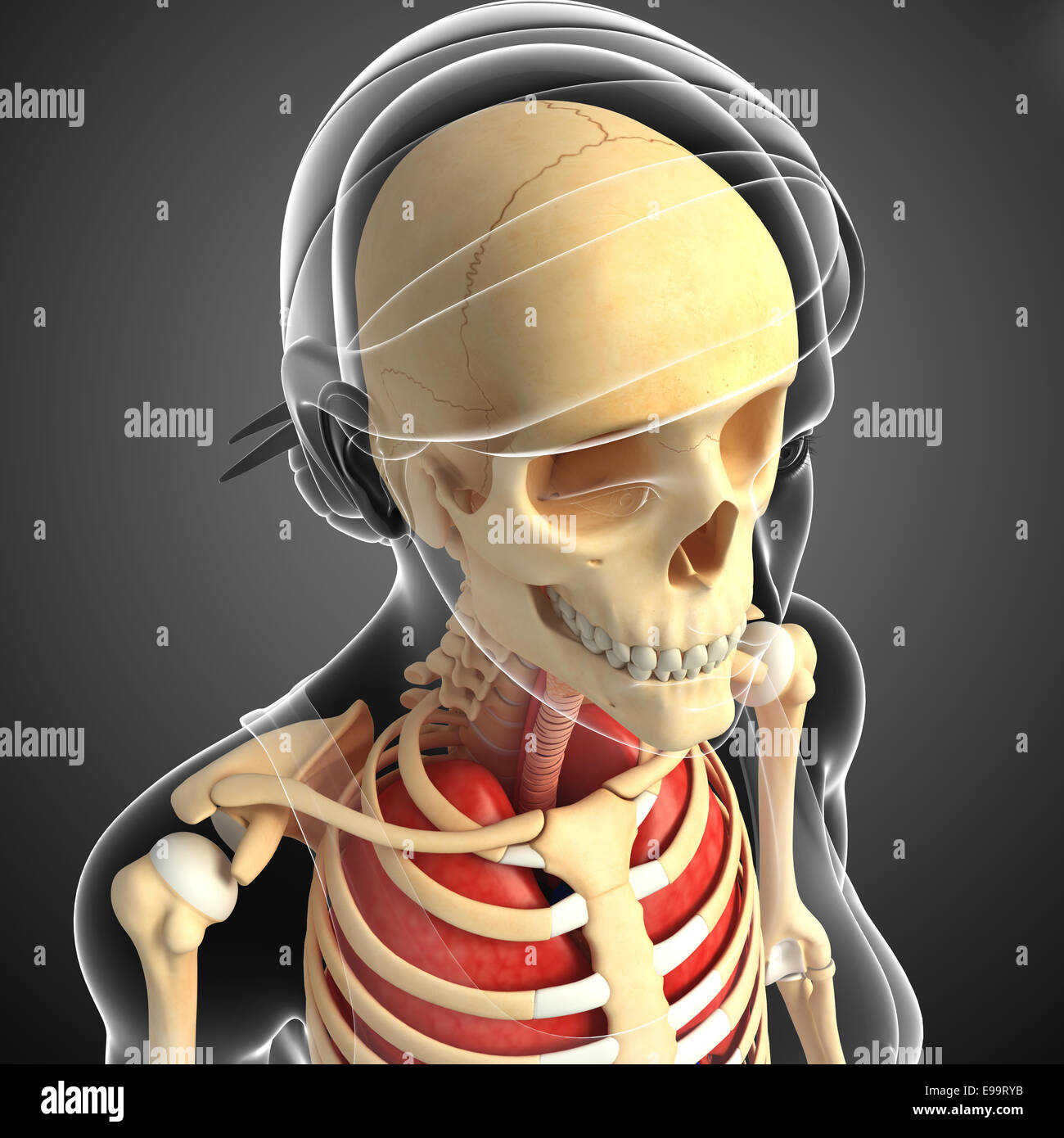 Abbildung der menschlichen Kopf Anatomie Stockfotografie - Alamy