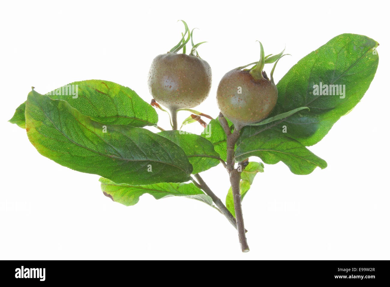 Mespilus germanica baum -Fotos und -Bildmaterial in hoher Auflösung – Alamy